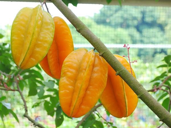 10 Manfaat Buah Belimbing: Si Bintang Kaya Nutrisi yang Menyegarkan ...